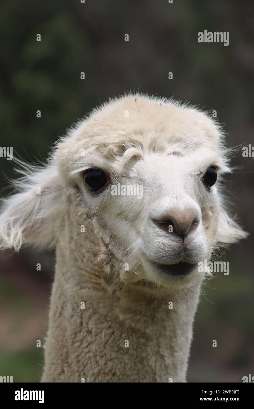 Close up shot alpacas hi-res stock photography and images - Alamy