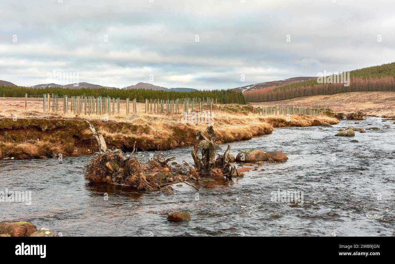 Balmoral Estates in winter River Muick rewilding the river with trees ...