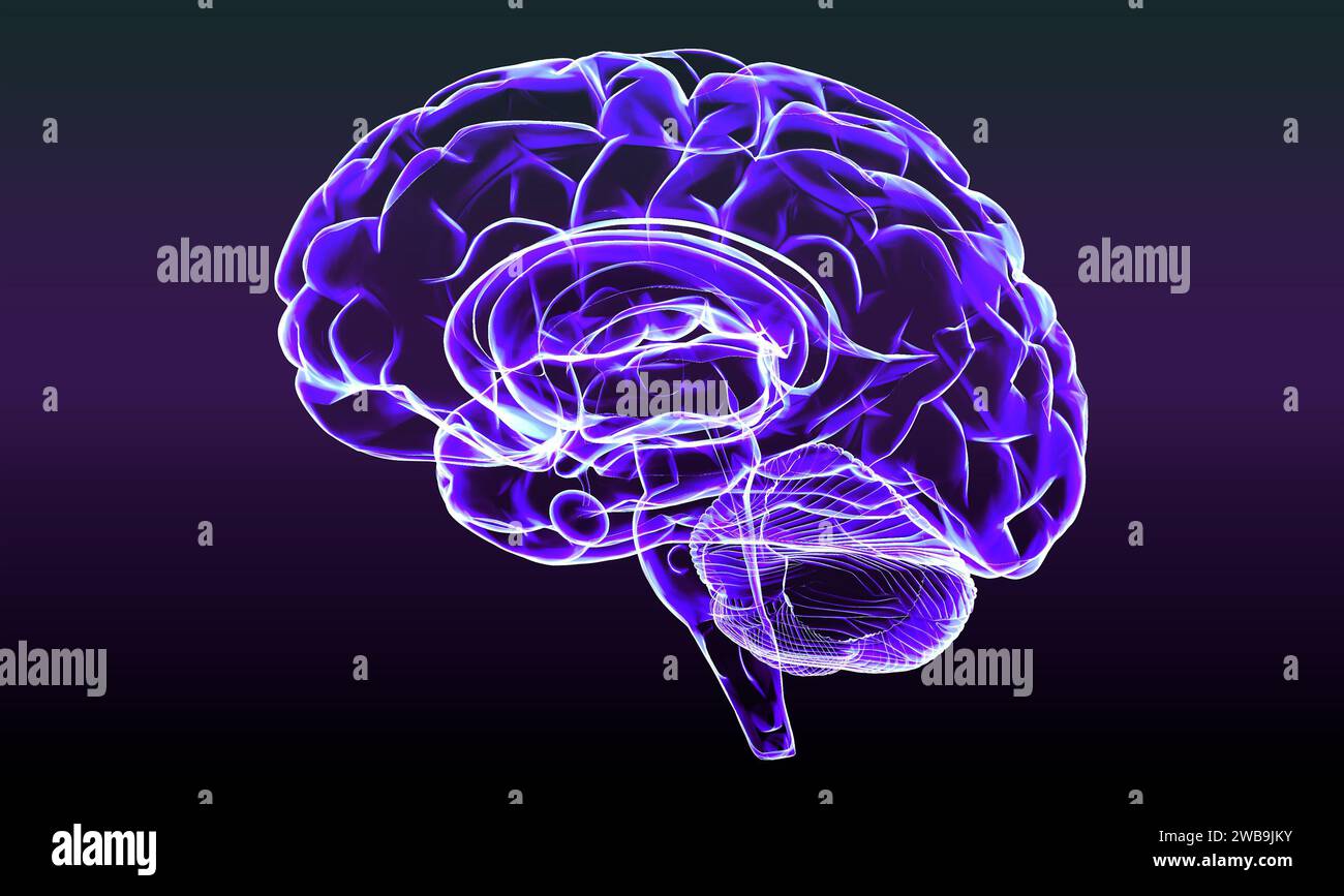 Section of a brain seen in profile, parts of the brain. Degenerative ...