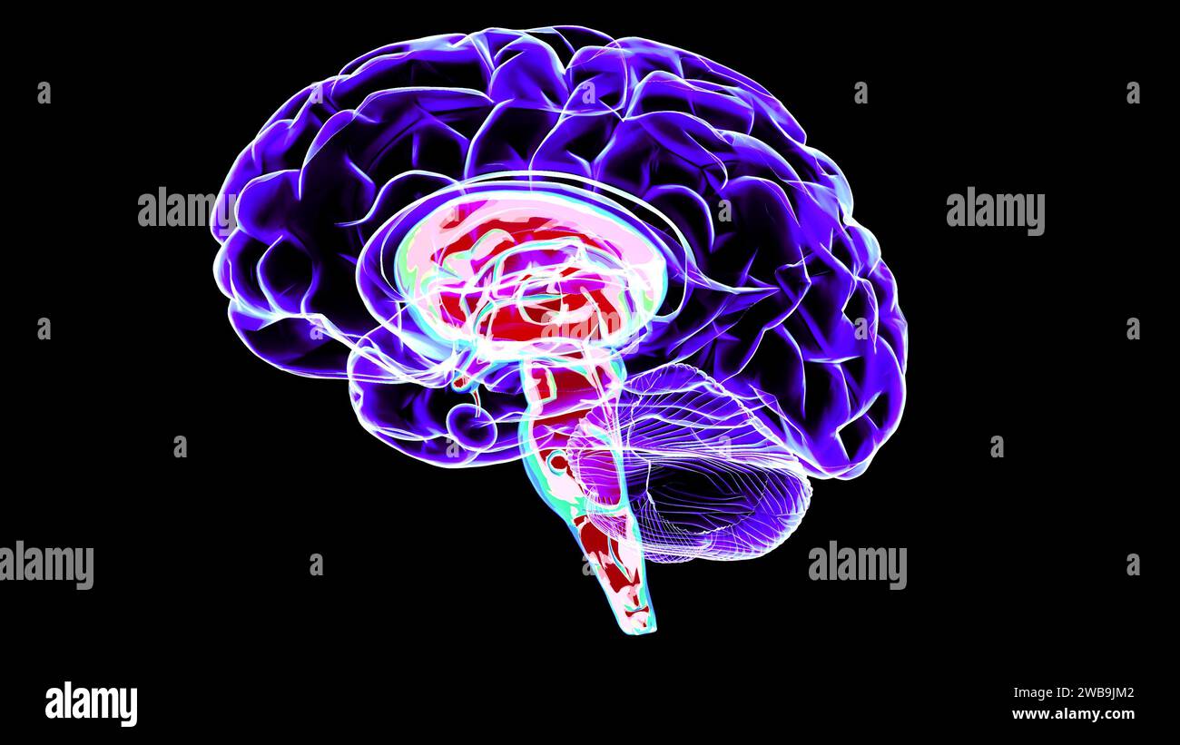 Section of a brain seen in profile, parts of the brain. Degenerative ...