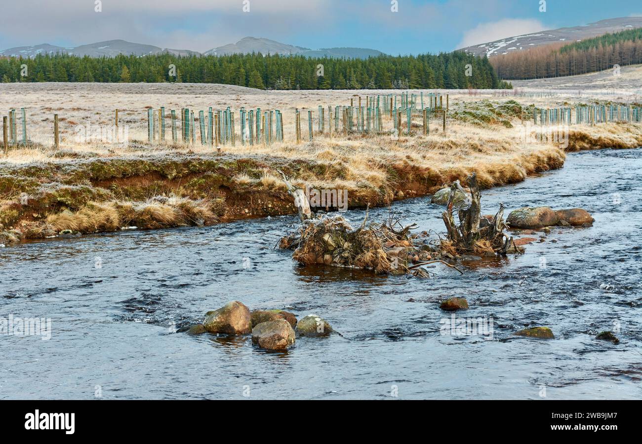 Balmoral Estates River Muick rewilding the river with trees on the bank ...