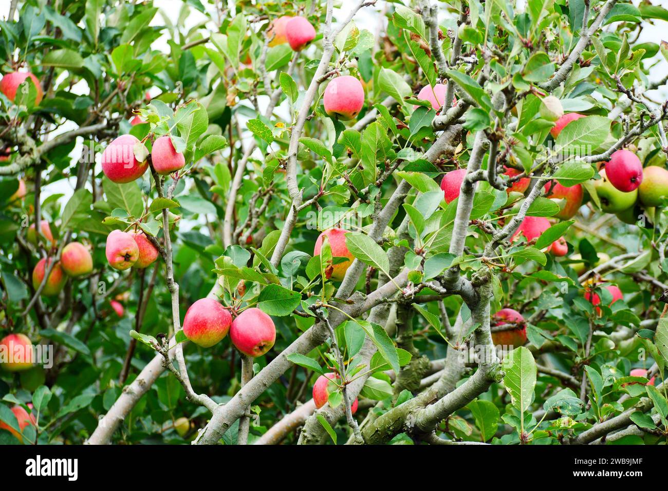 Malang Indonesia organic apples hanging on a tree branch in an apple ...