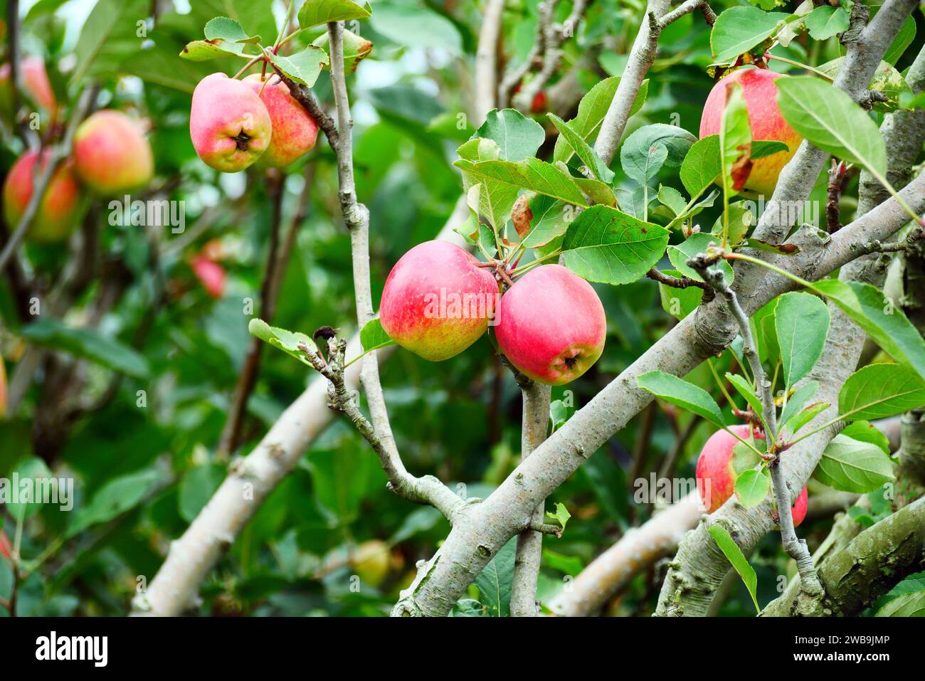 Malang Indonesia organic apples hanging on a tree branch in an apple ...