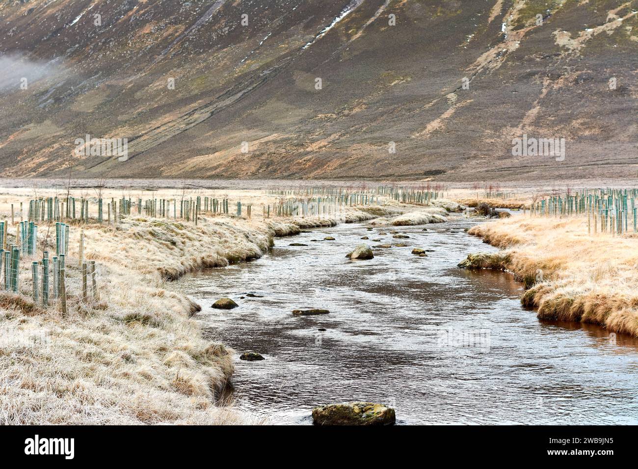 Balmoral Estates winter River Muick rewilding the river with many trees ...