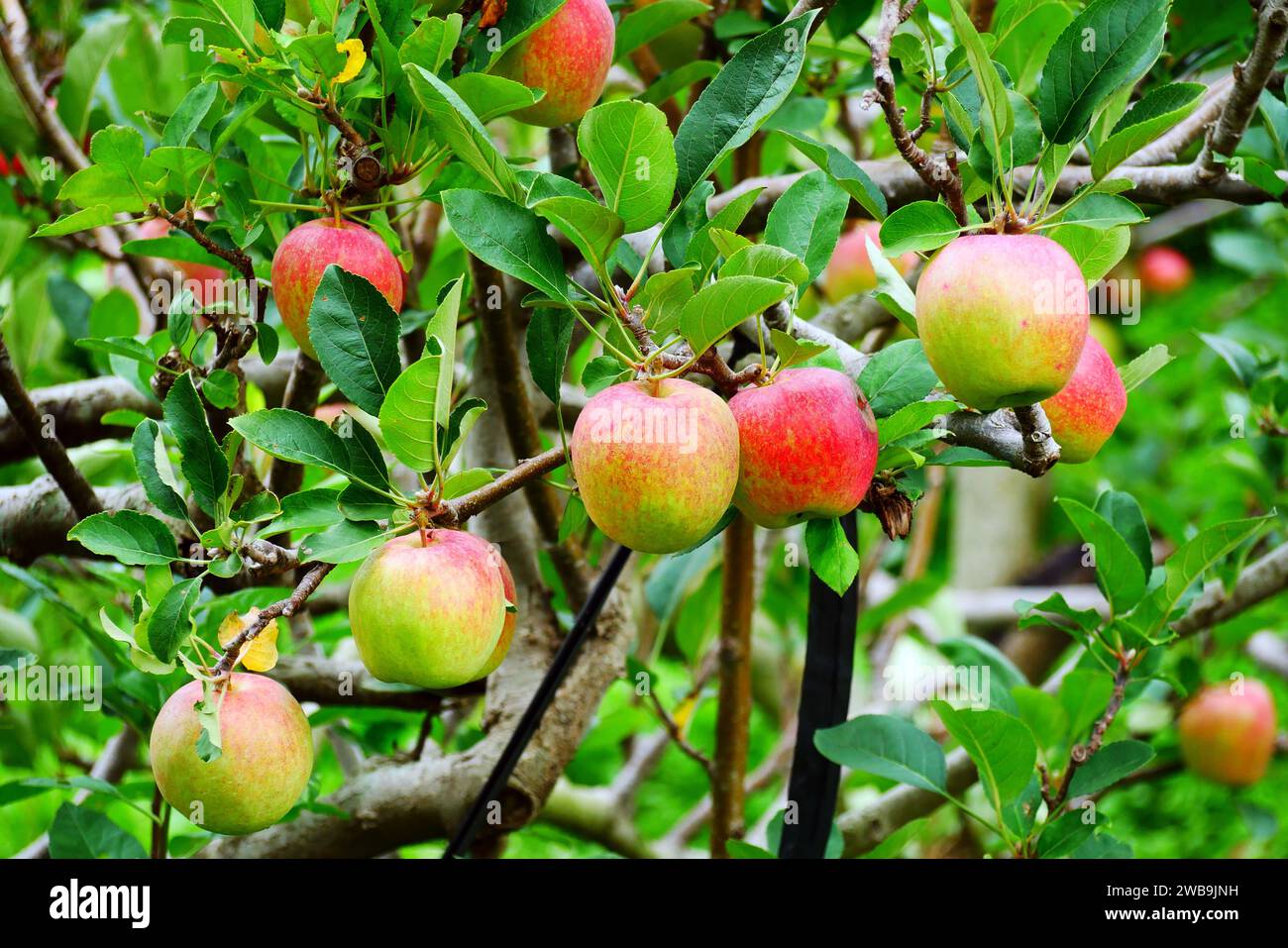 Malang Indonesia organic apples hanging on a tree branch in an apple ...