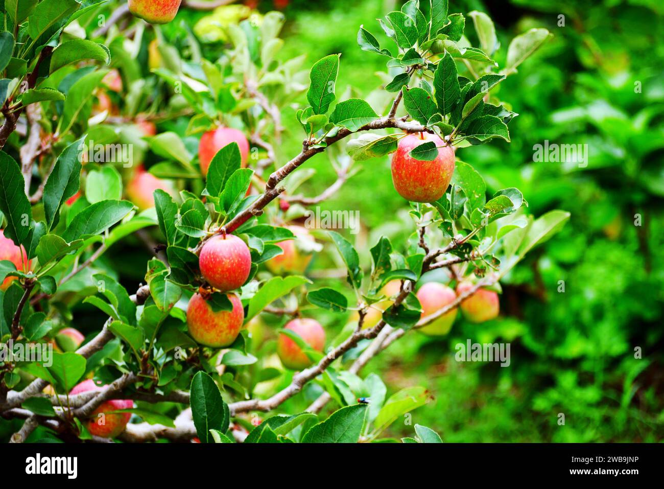 Malang Indonesia organic apples hanging on a tree branch in an apple ...