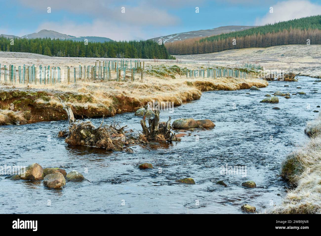 Balmoral Estates winter River Muick rewilding the river with trees on ...