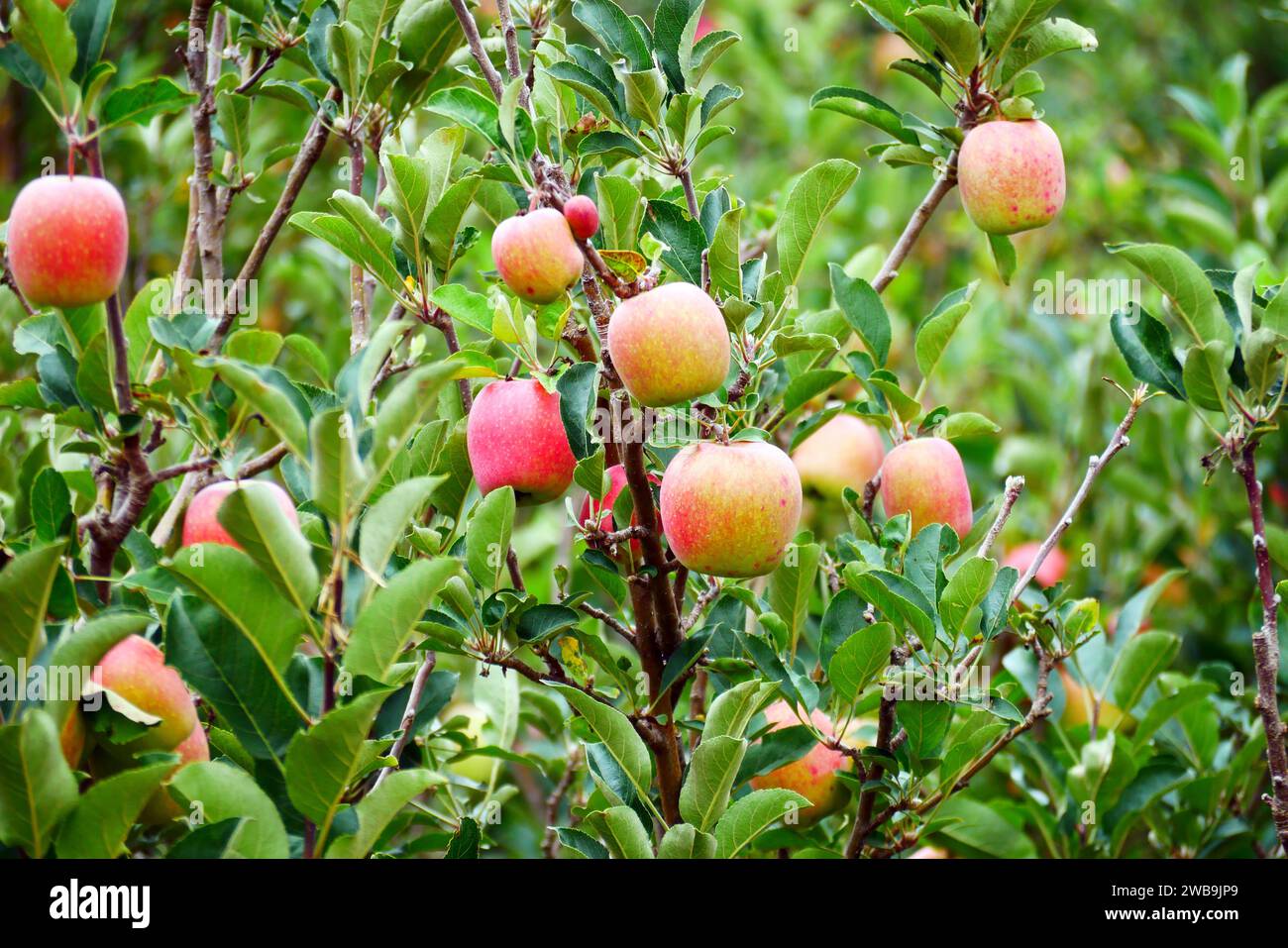 Malang Indonesia organic apples hanging on a tree branch in an apple ...