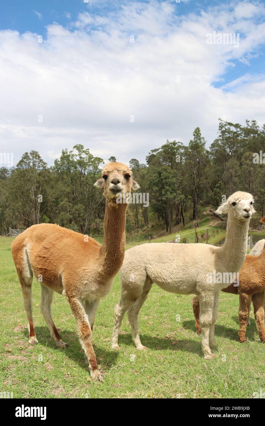 Head shot of Alpacas on farm in Australia Stock Photo - Alamy
