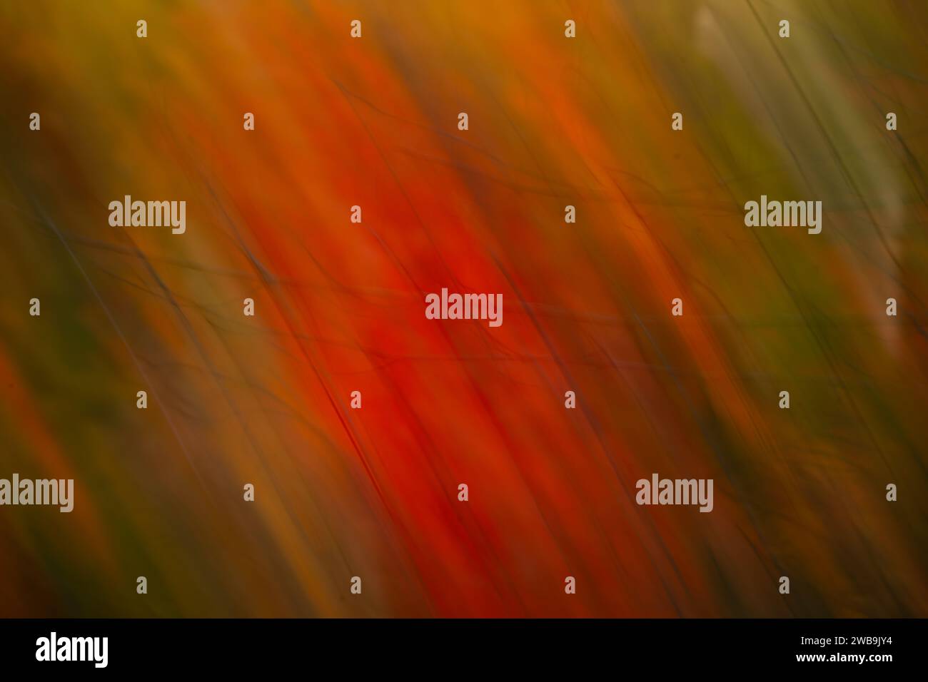 abstract blur of fall or autumn leaf colors in motion movement created ...