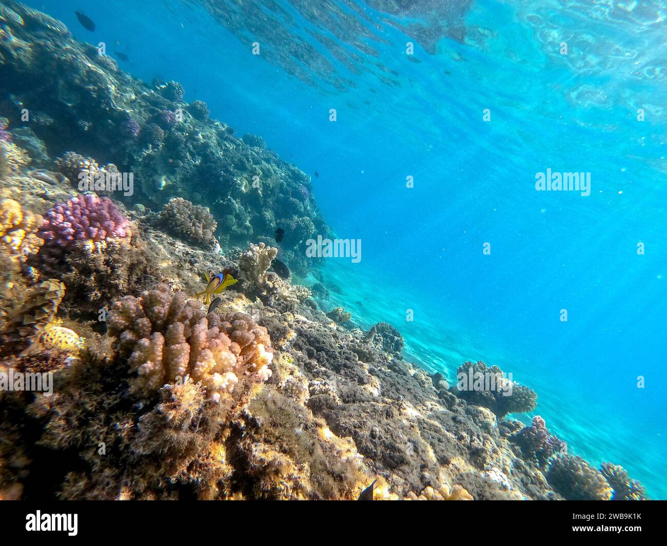 Close up view of Colorful tropical fish Red sea clown fish or ...