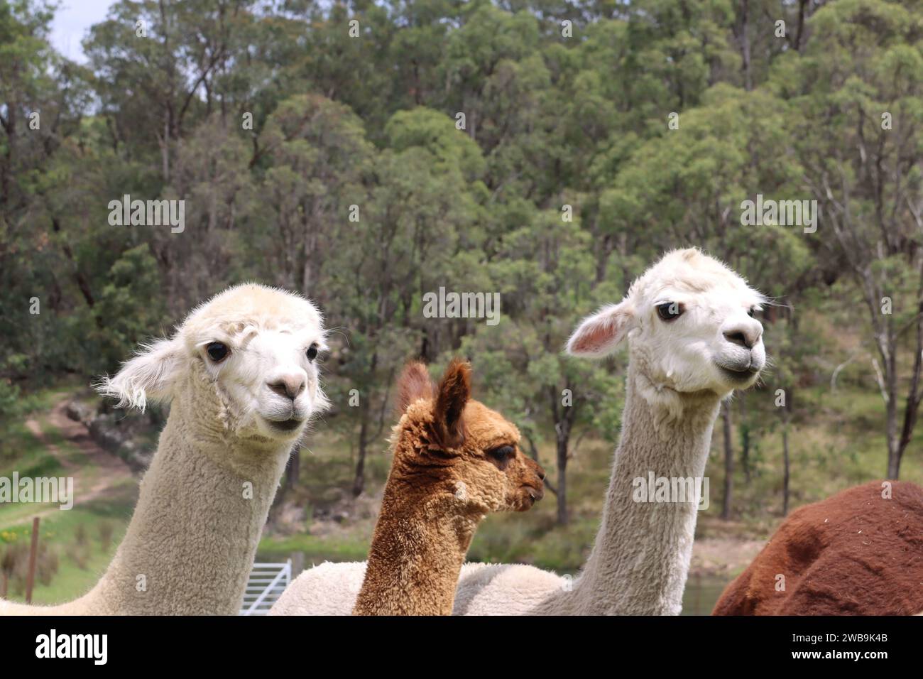 Alpaca headshot hi-res stock photography and images - Alamy