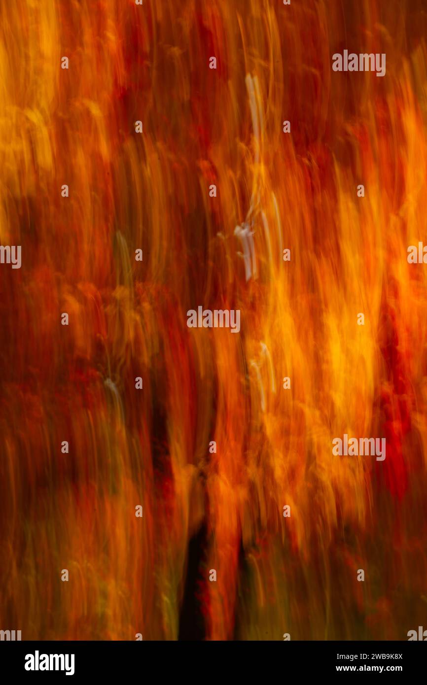 abstract blur of fall or autumn leaf colors in motion movement created ...