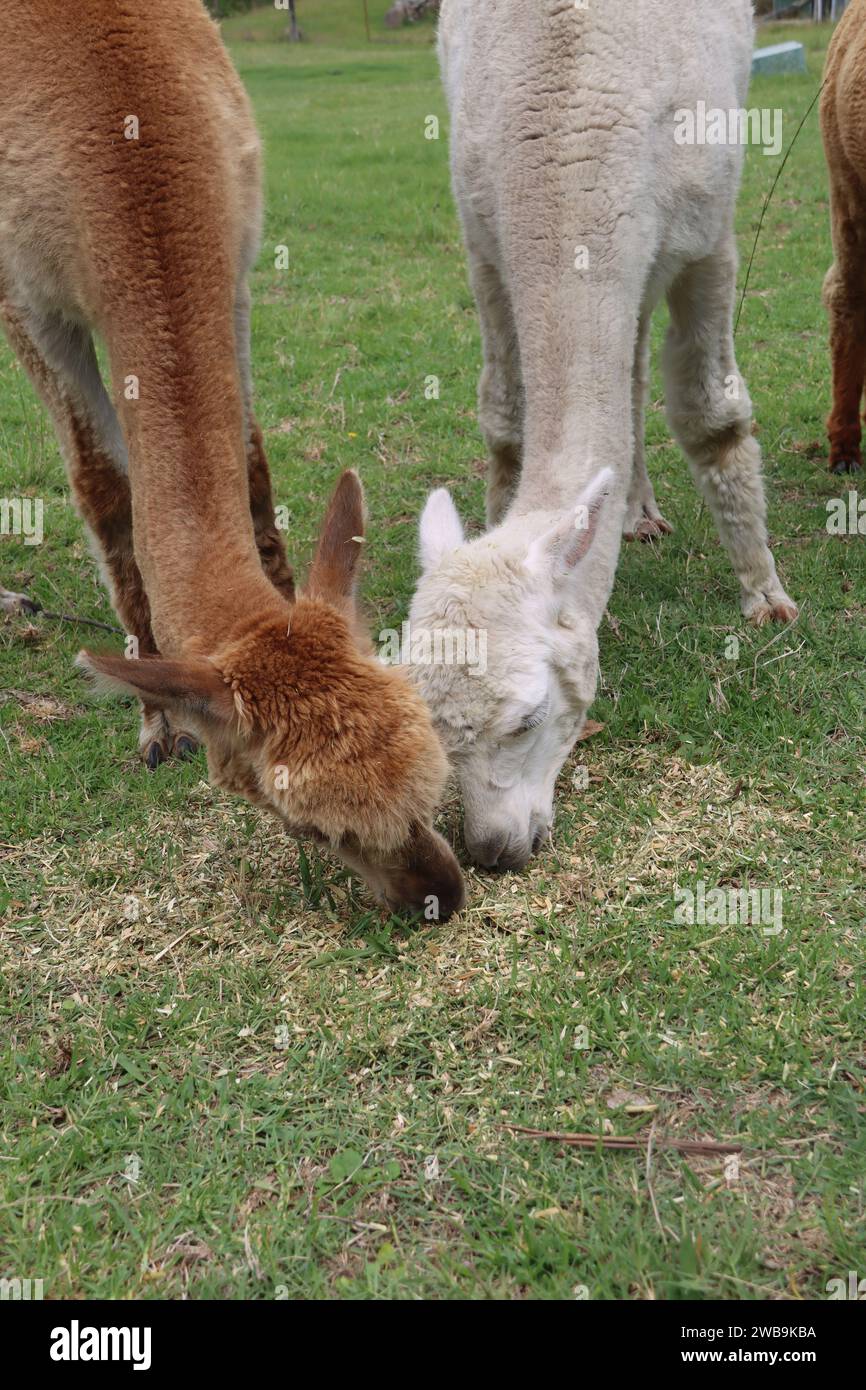 Close up shot alpacas hi-res stock photography and images - Alamy