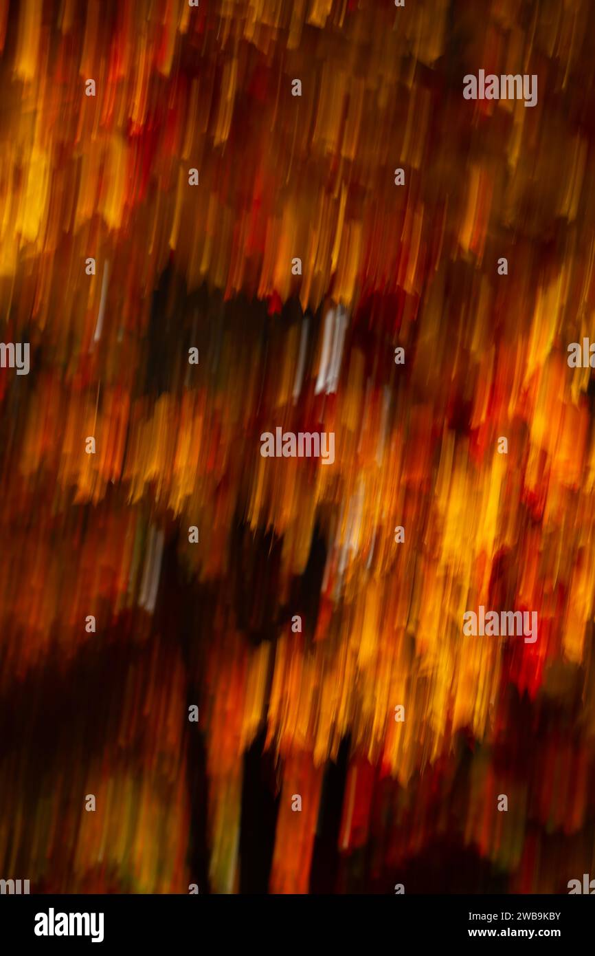 Backdrop of vertical leaves hi-res stock photography and images - Alamy