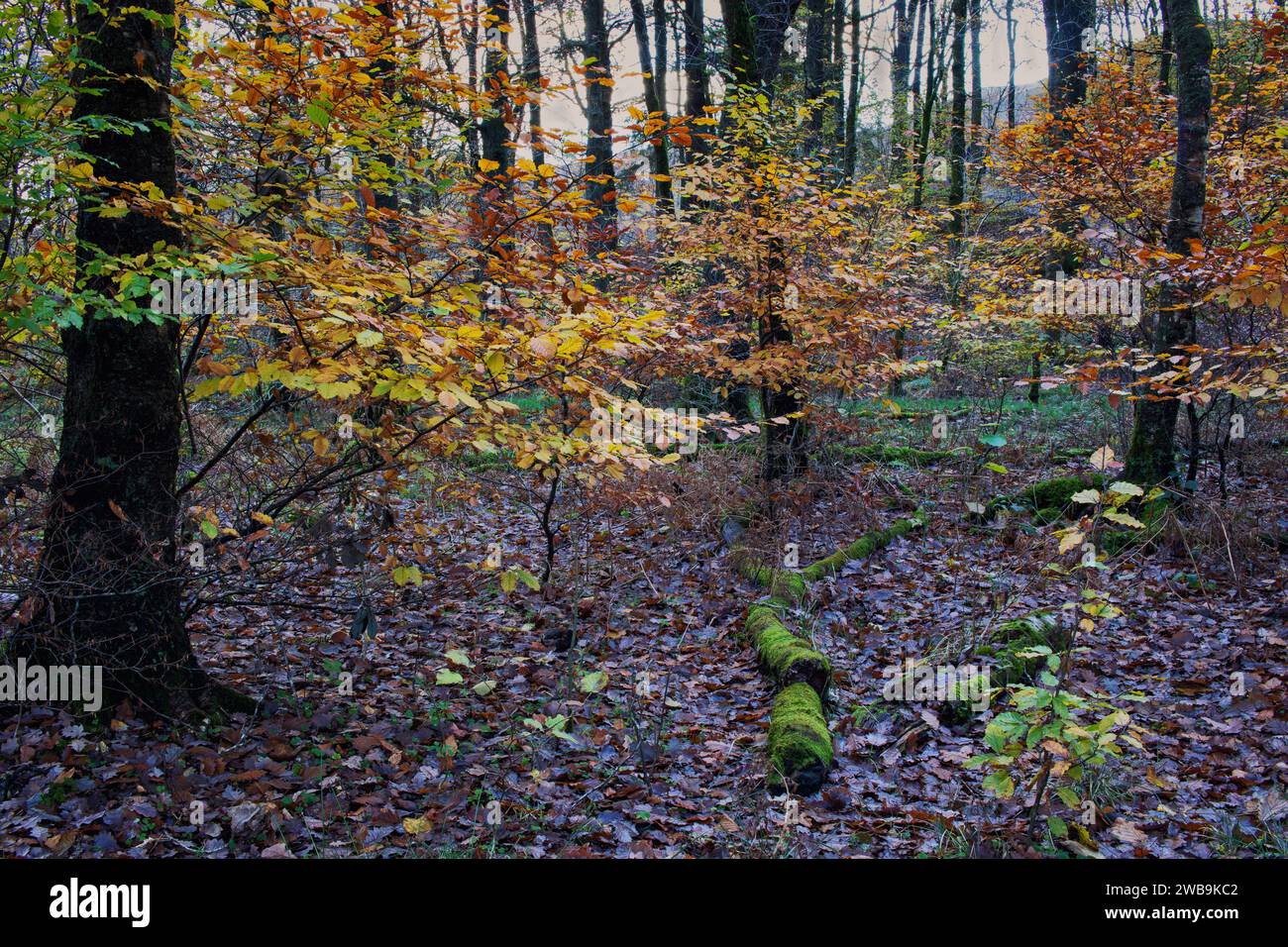 The muted colours of late autumn in the woodland surrounding Rydal ...