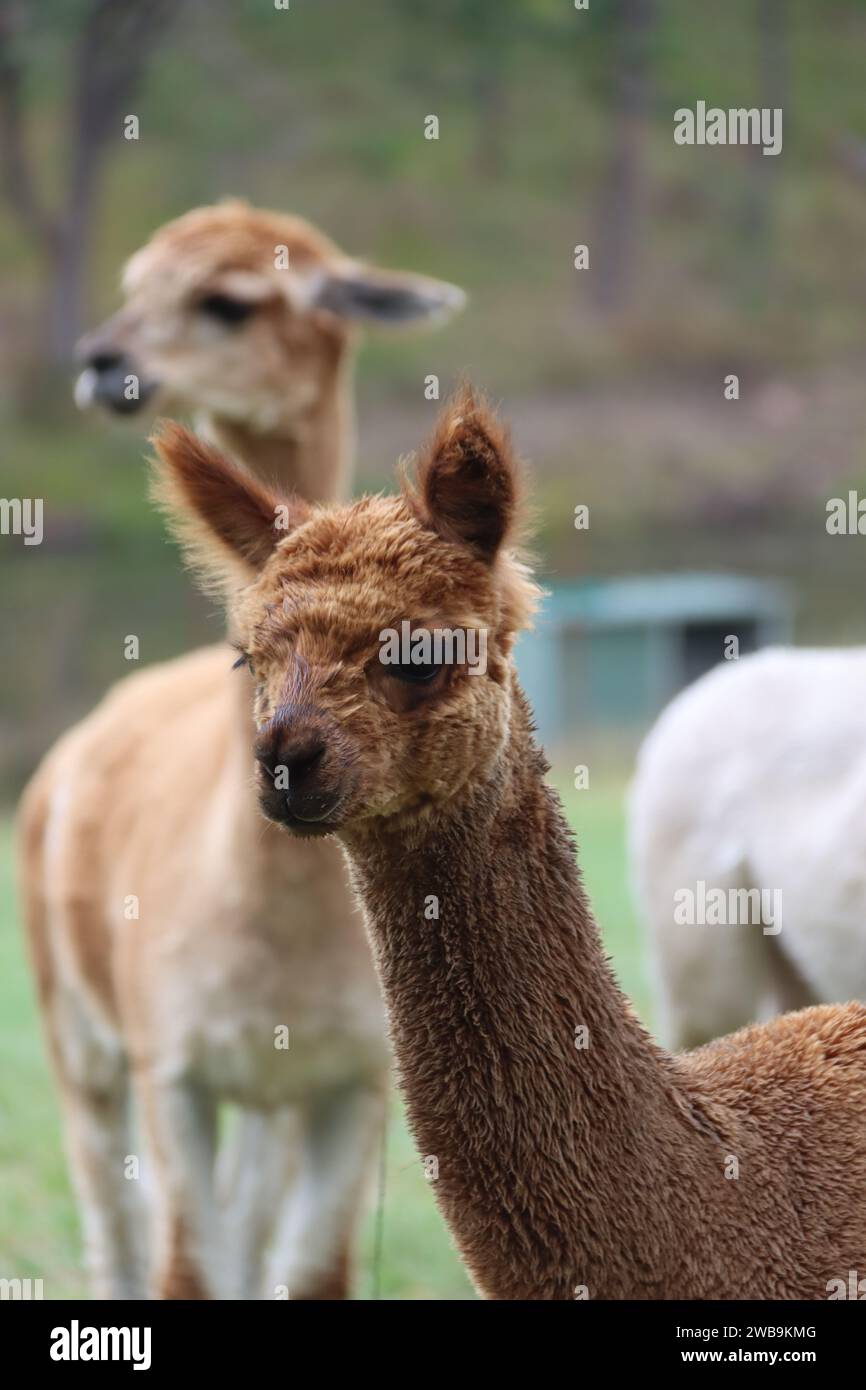 Head shot of Alpacas on farm in Australia Stock Photo - Alamy