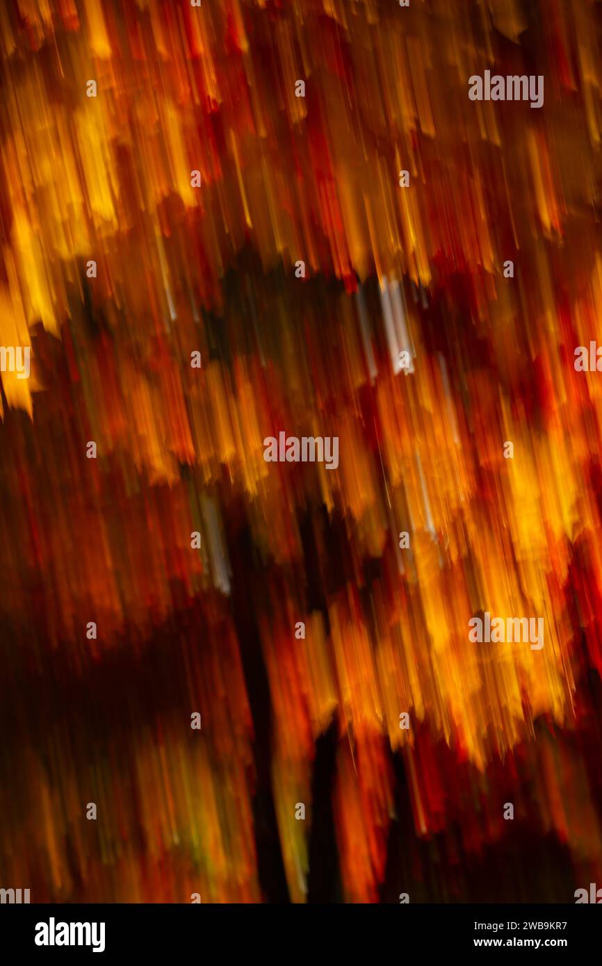 Backdrop of vertical leaves hi-res stock photography and images - Alamy