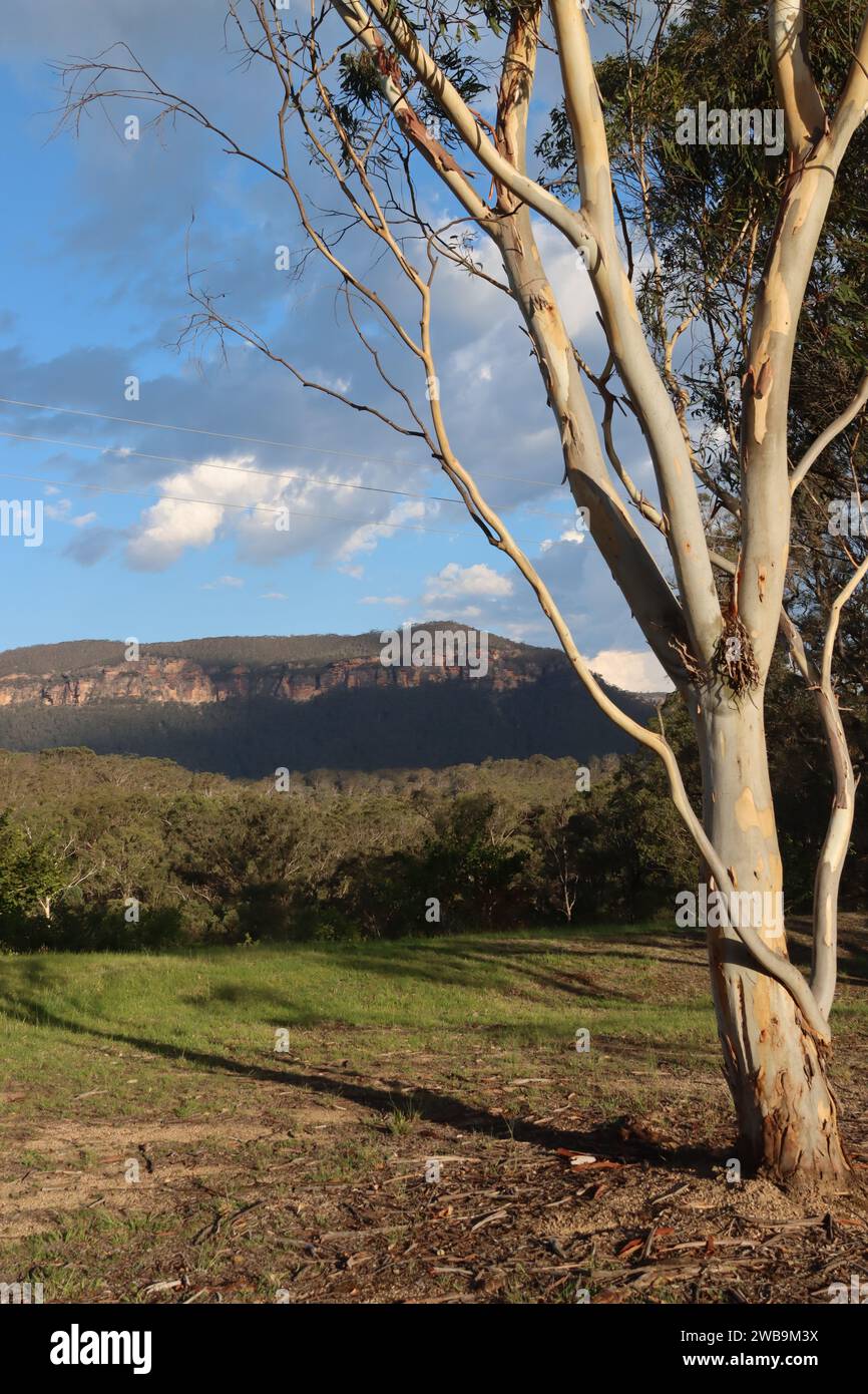 Gum trees in dry hi-res stock photography and images - Alamy