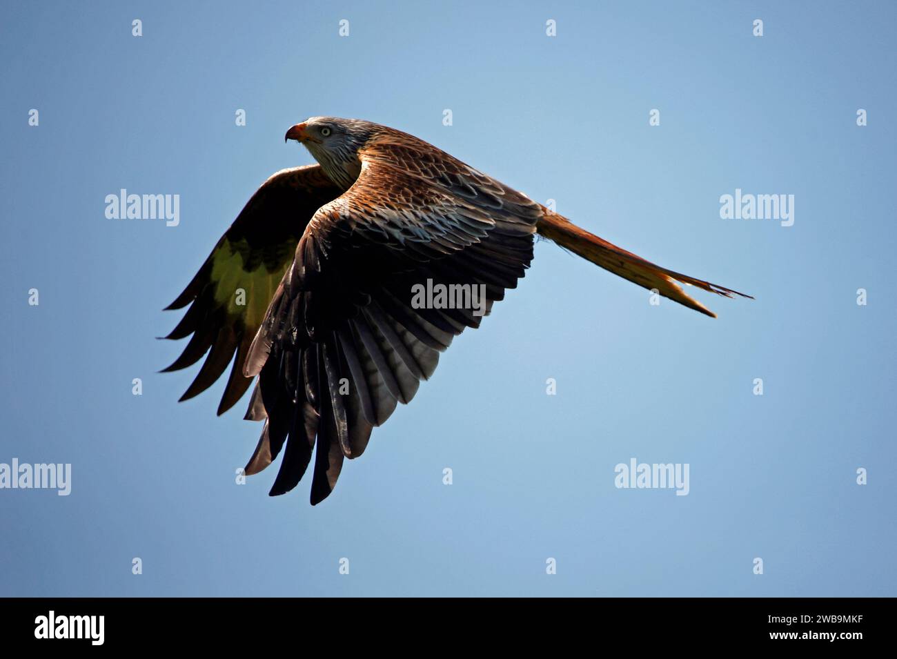 Beautiful shot kites flying hi-res stock photography and images - Alamy