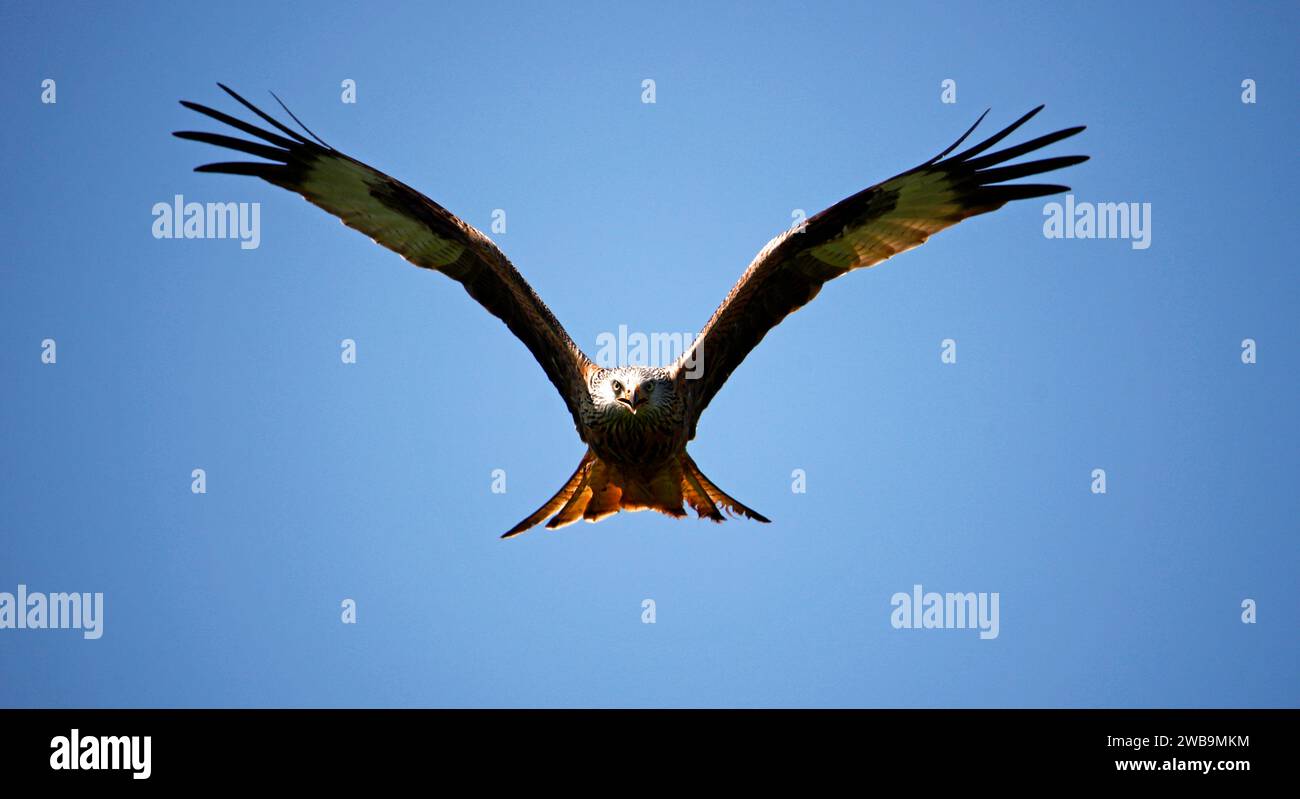 Beautiful shot kites flying hi-res stock photography and images - Alamy