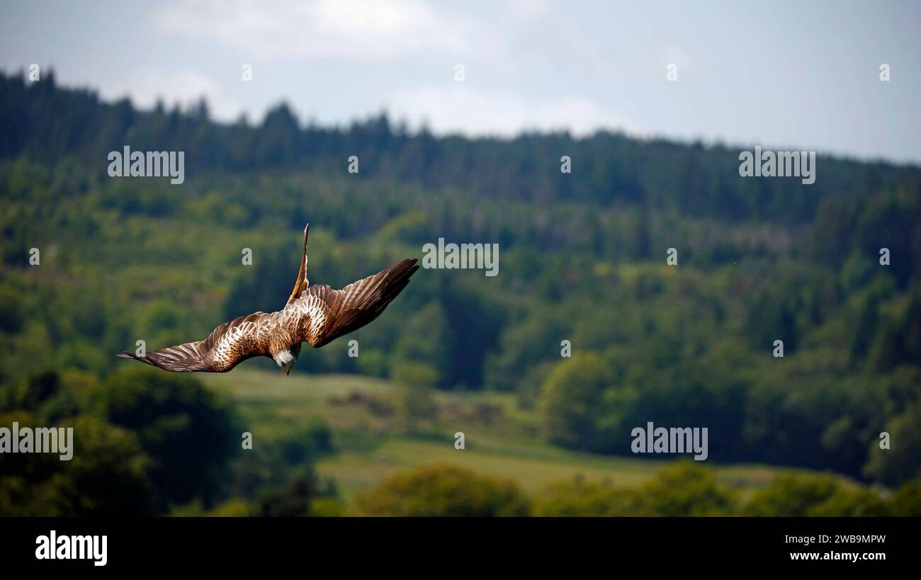 Red kites flying over the hills of Scotland Stock Photo - Alamy