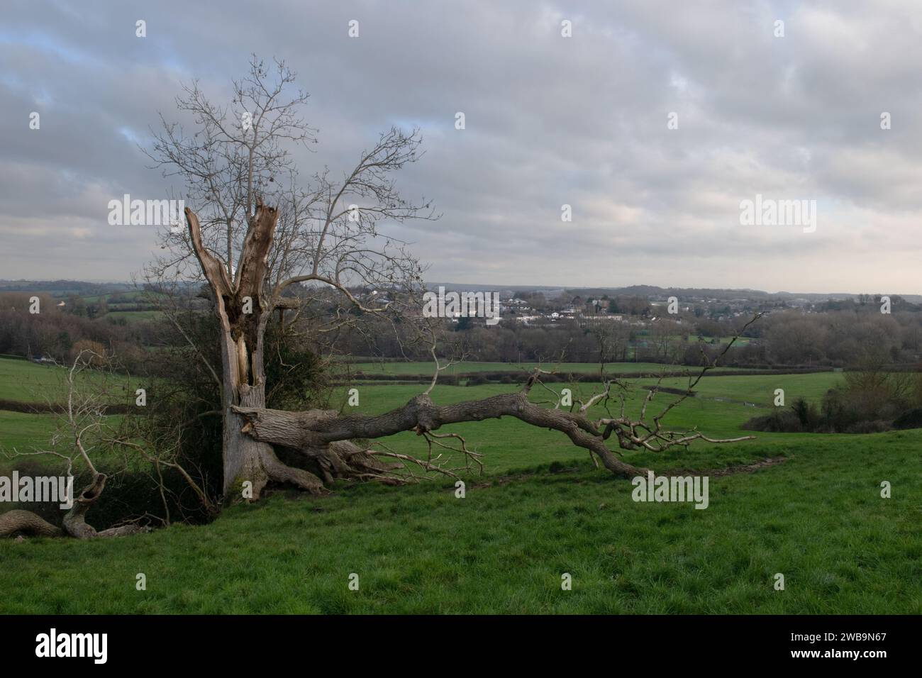 Old dead tree on hillside hi-res stock photography and images - Alamy