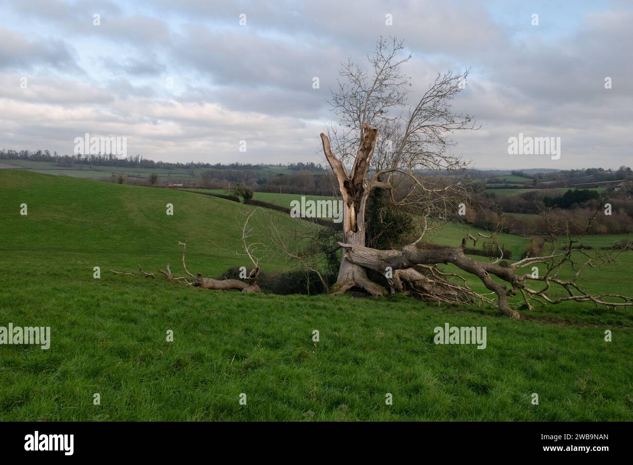 Old dead tree on hillside hi-res stock photography and images - Alamy