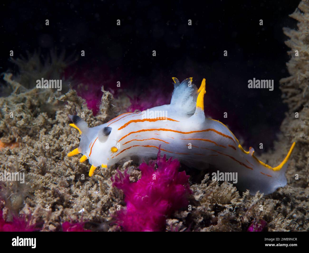 A beautiful Orange-stripe Crown Nudibranch (Polycera sp-b) sea slug ...