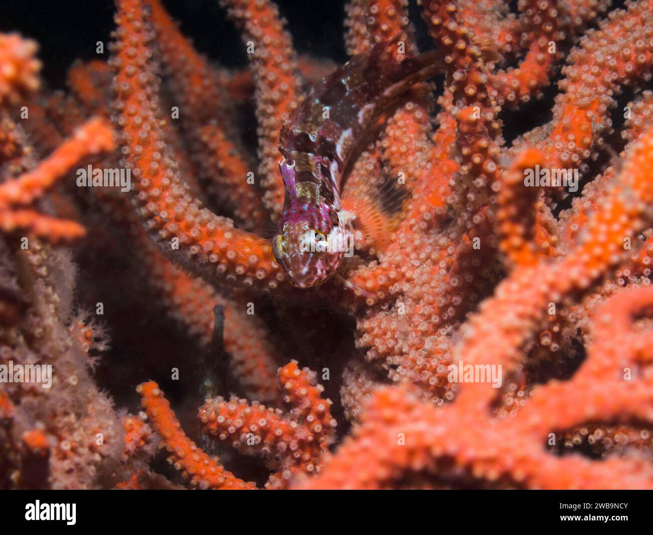 A Bluespotted klipfish (Pavoclinus caeruleopunctatus) sitting on a sea ...