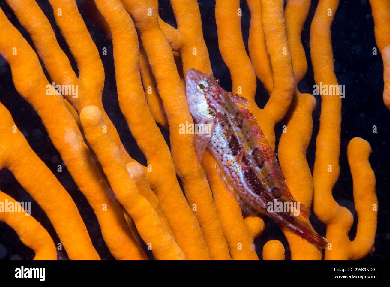 A Bluespotted klipfish (Pavoclinus caeruleopunctatus) sitting on a sea ...