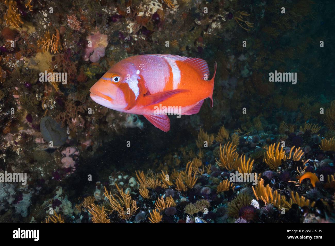 Red seabream hi-res stock photography and images - Alamy