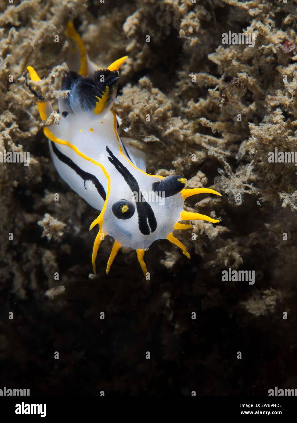 A Crowned nudibranch (Polycera capensis) underwater on the reef with ...