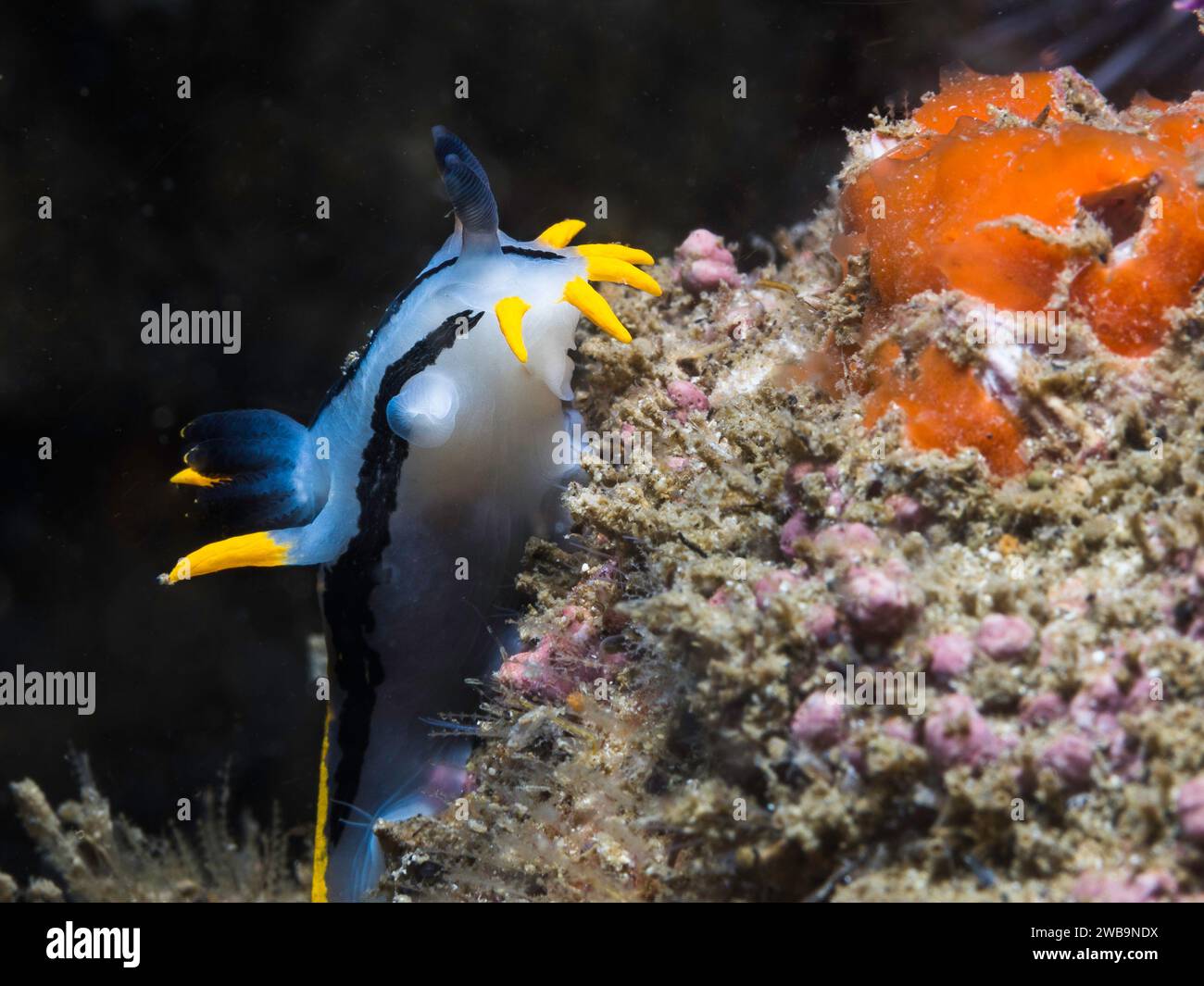 A Crowned nudibranch (Polycera capensis) underwater on the reef with ...