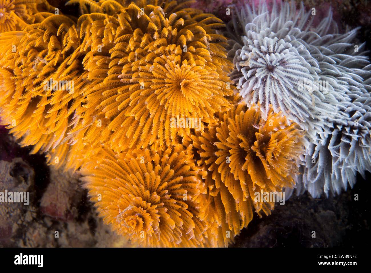 A few white and orange color Feather-duster worms or giant fanworms ...