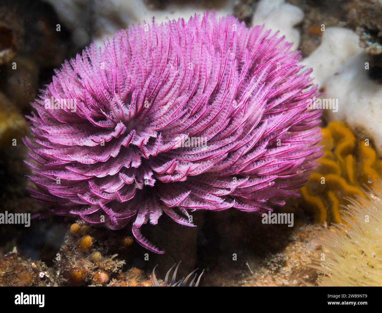 Giant fan worm hi-res stock photography and images - Alamy