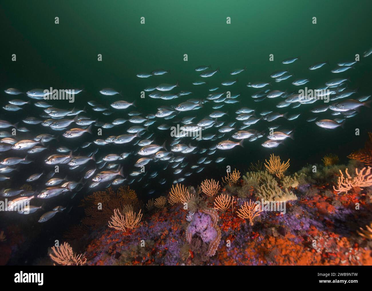 A school of silver shiny Hottentot fish (Pachymetopon blochii) swimming ...