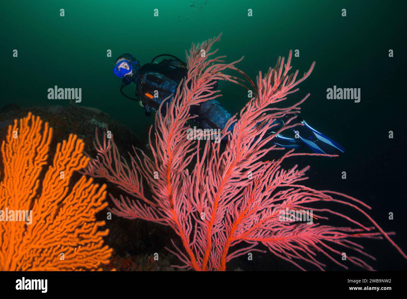 A female scuba diver exploring the reef swimming behind a large Palmate ...