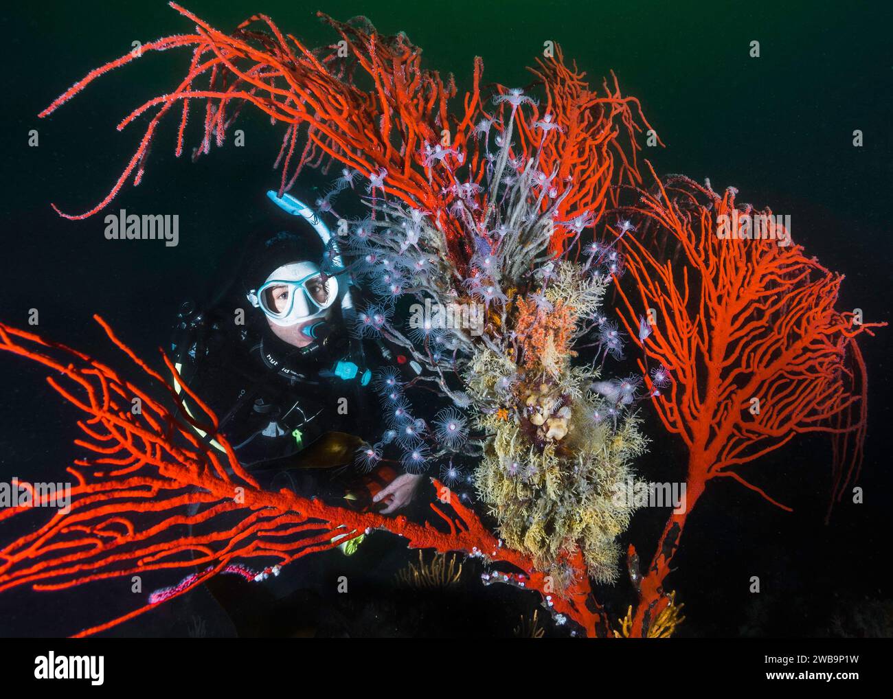 Tubular hydroids hi-res stock photography and images - Alamy