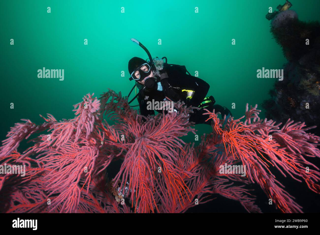 A scuba diver swimming over a large Palmate sea fan (Leptogoria palma ...