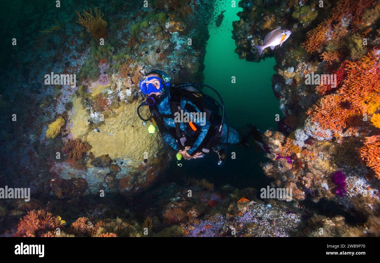 A female scuba diver swimming through a swim-through on the deep reef ...