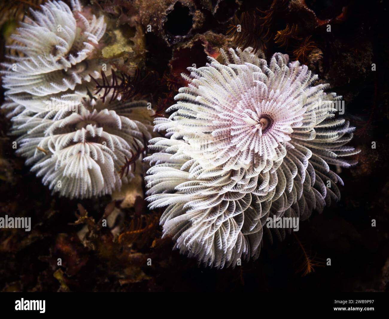 Giant fan worm hi-res stock photography and images - Alamy