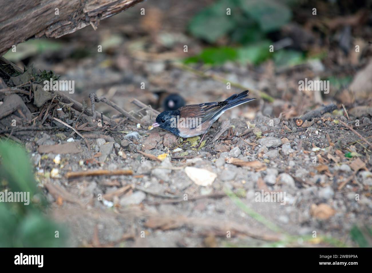 Contrasting gray plumage hi-res stock photography and images - Alamy
