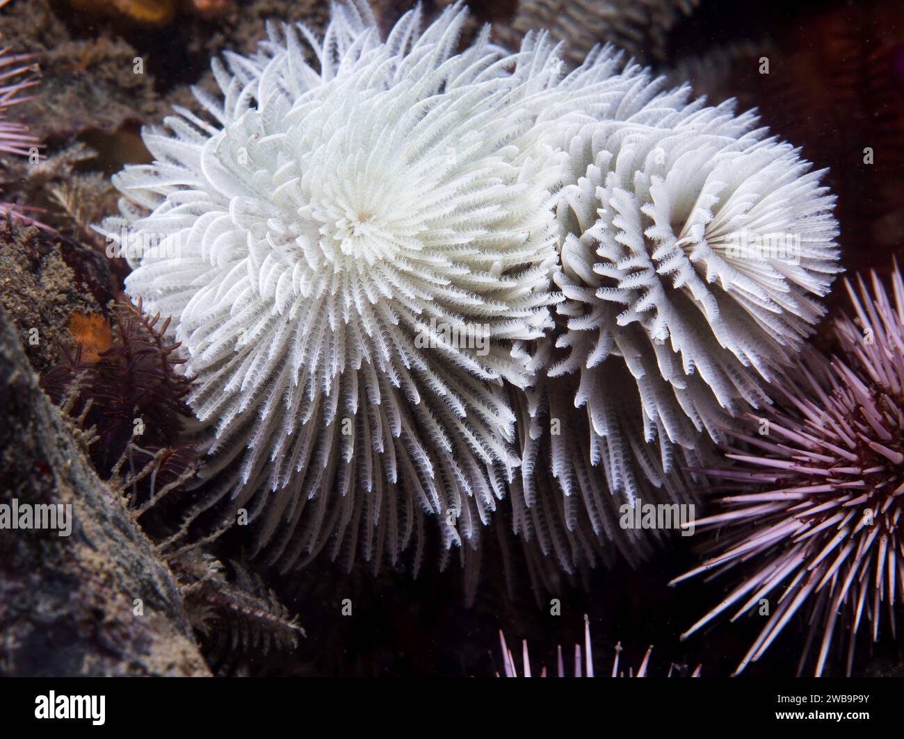 Underwater details hi-res stock photography and images - Alamy