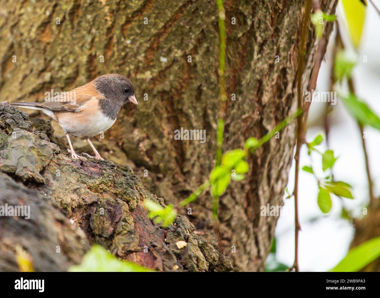 Adorable ground-dweller, the Dark-Eyed Junco graces North America. With ...