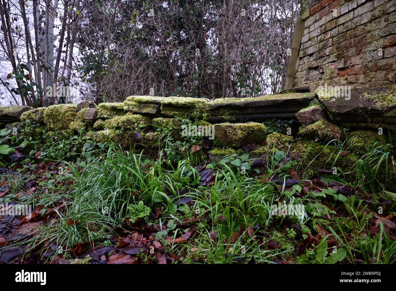 Algae on stone wall hi-res stock photography and images - Alamy