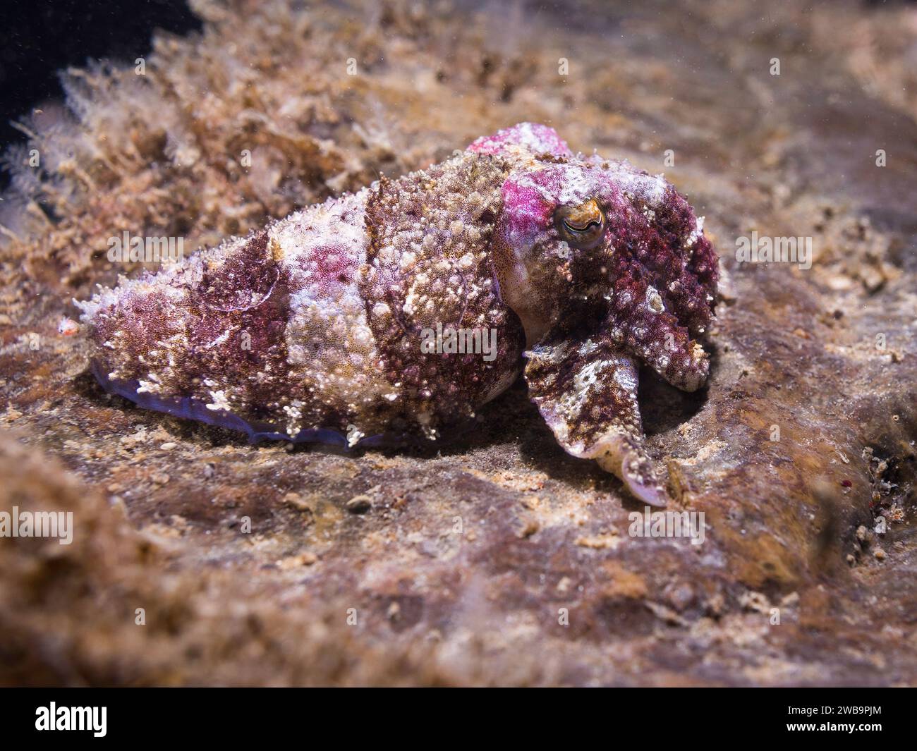 Closeup of a pretty camoflaged cuttlefish on the reef with pink and ...
