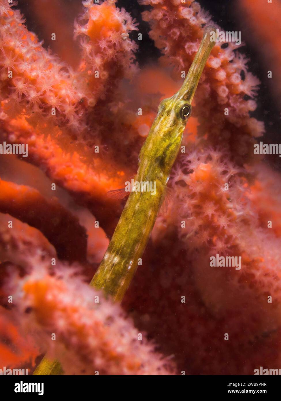 A Longsnout pipefish (Syngnathus temminckii) underwater hiding in a sea ...