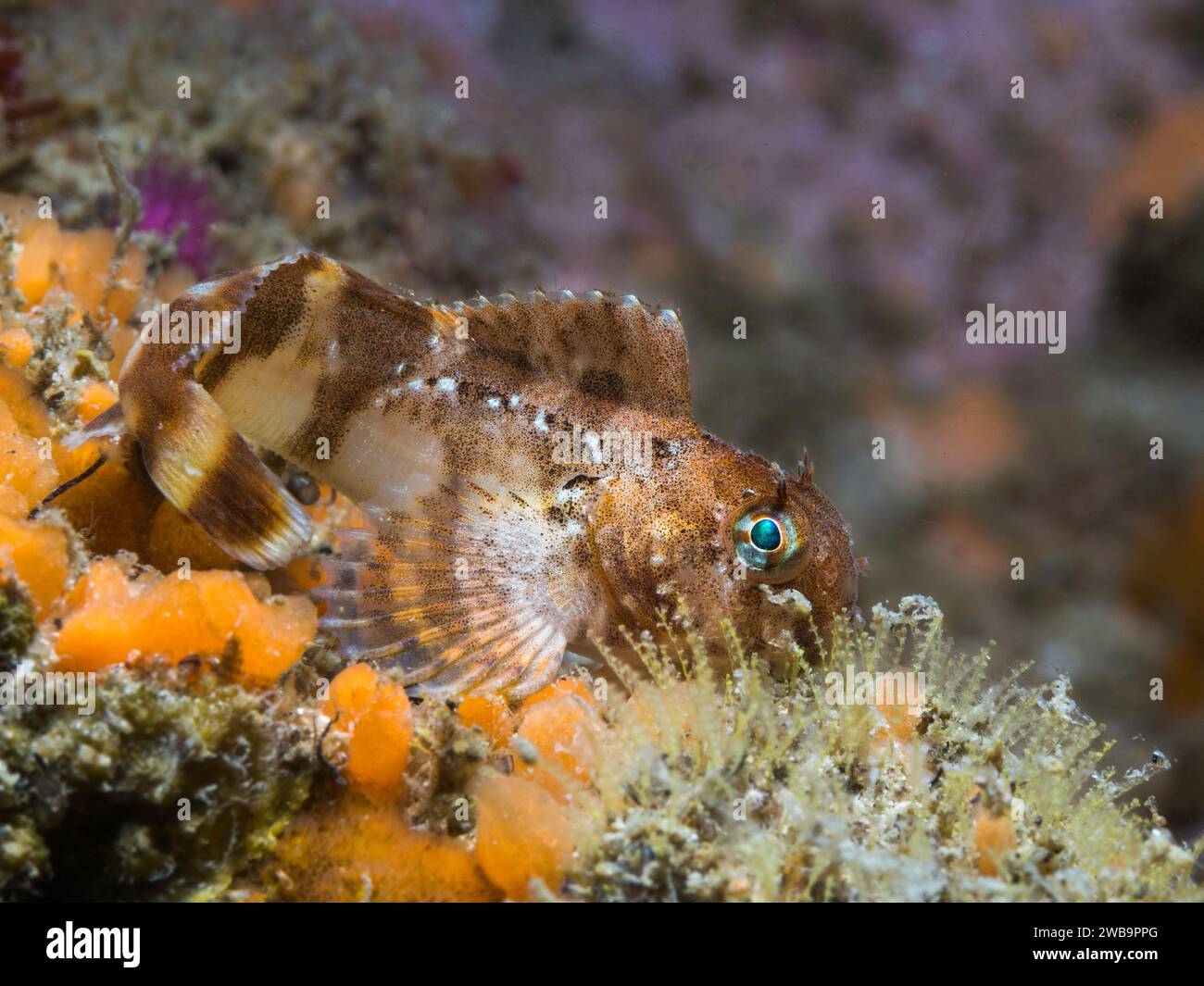 Loose skin blenny hi-res stock photography and images - Alamy