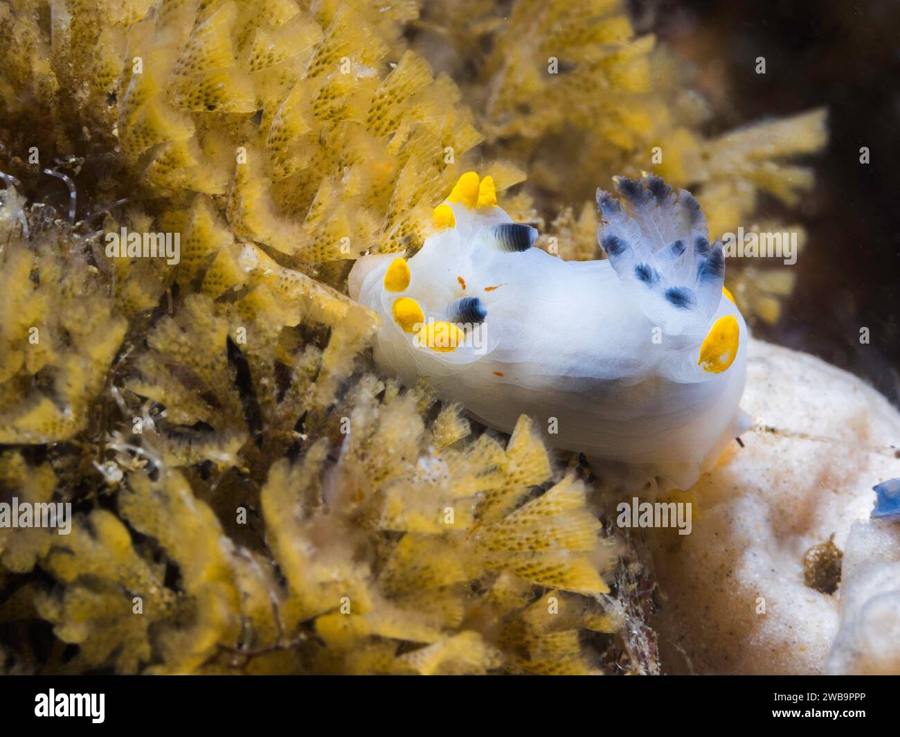Macro photo of a baby Orange-stripe Crown Nudibranch (Polycera sp-b ...